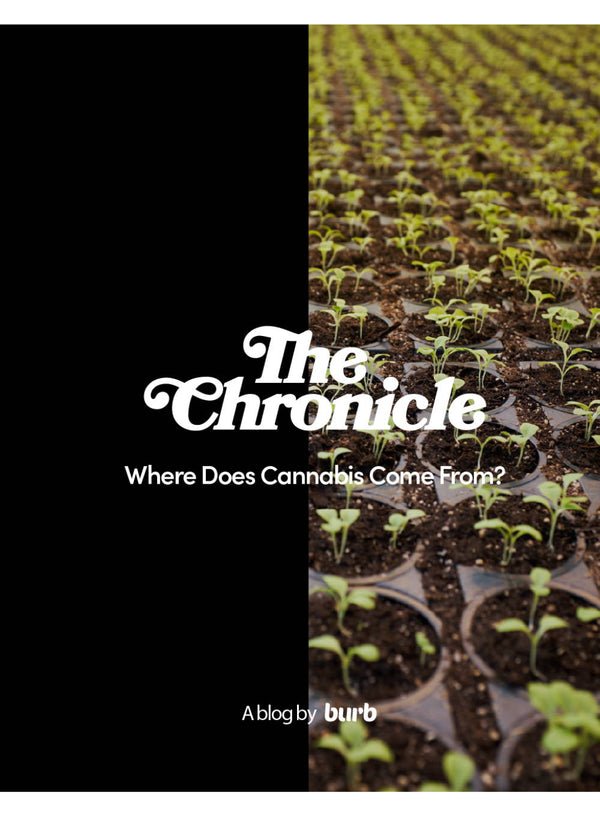 The History of Cannabis: Where Does Weed Come From? | The Chronicle - Burb